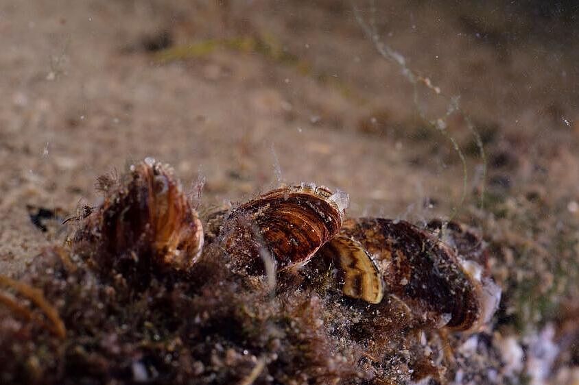 Freshwater Mussels And Invasive Quagga Mussel | Mirage News
