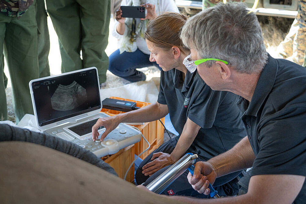 Successful Rhino Embryo Transfer Marks Milestone in Species Survival ...