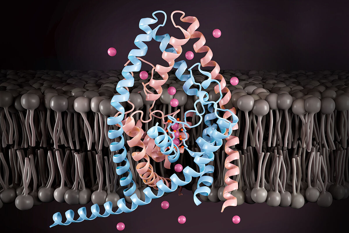 New Insights Unveil Potassium Channel Mechanisms | Mirage News