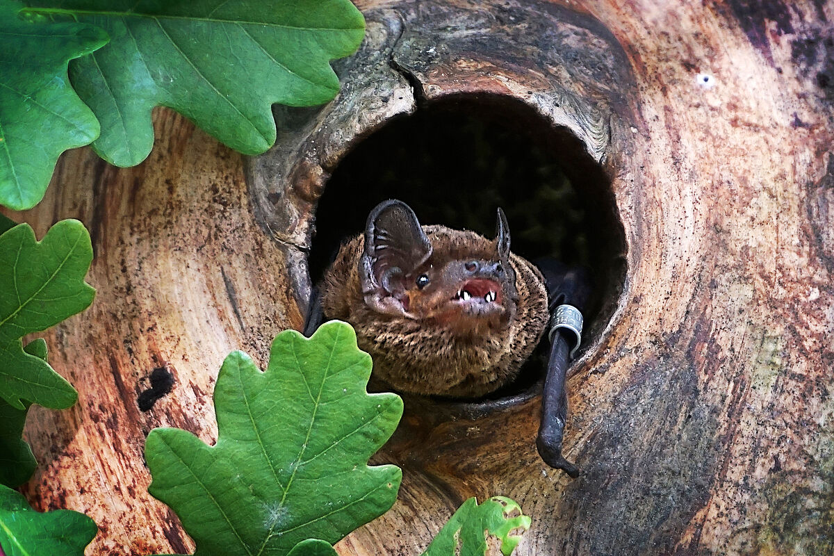 Forest Bats Flee to Settlements as Habitats Shrink | Mirage News