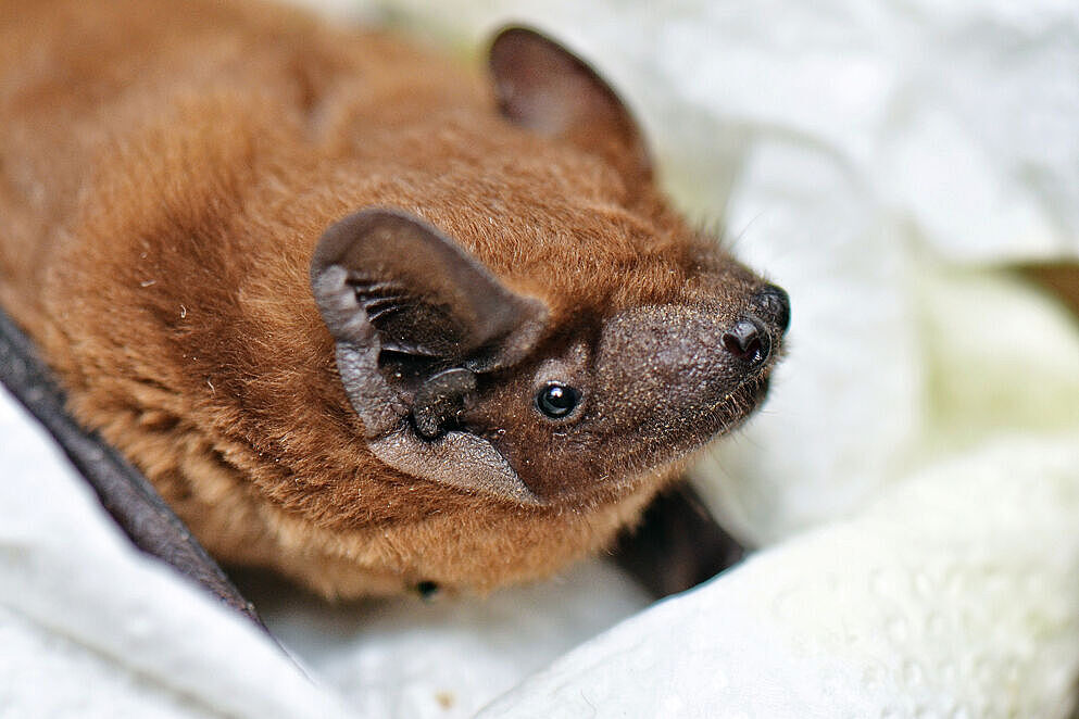 Bats' Hibernation Zones May Grow With Warmer Winters | Mirage News