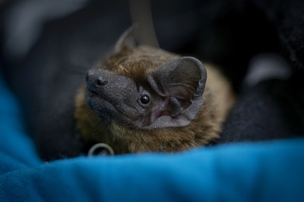 Bats Hunt Better Using Sight and Sound in Light | Mirage News